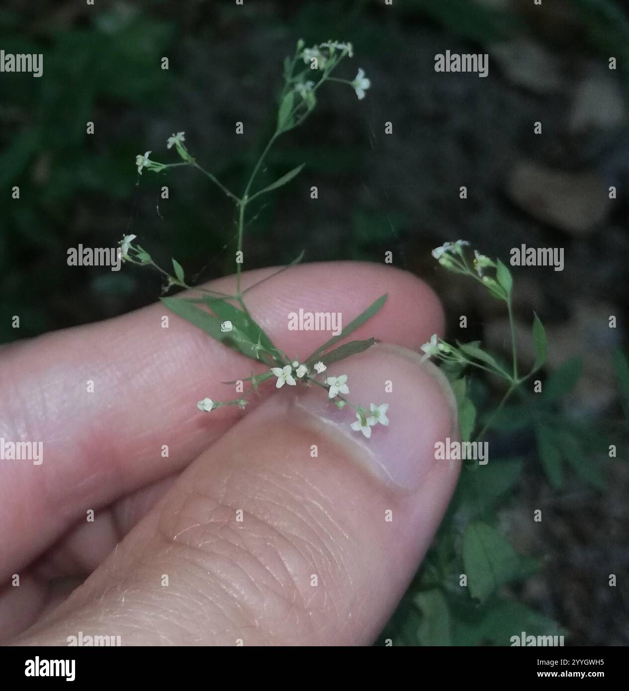 Wood Bedstraw (Galium sylvaticum Stock Photo - Alamy