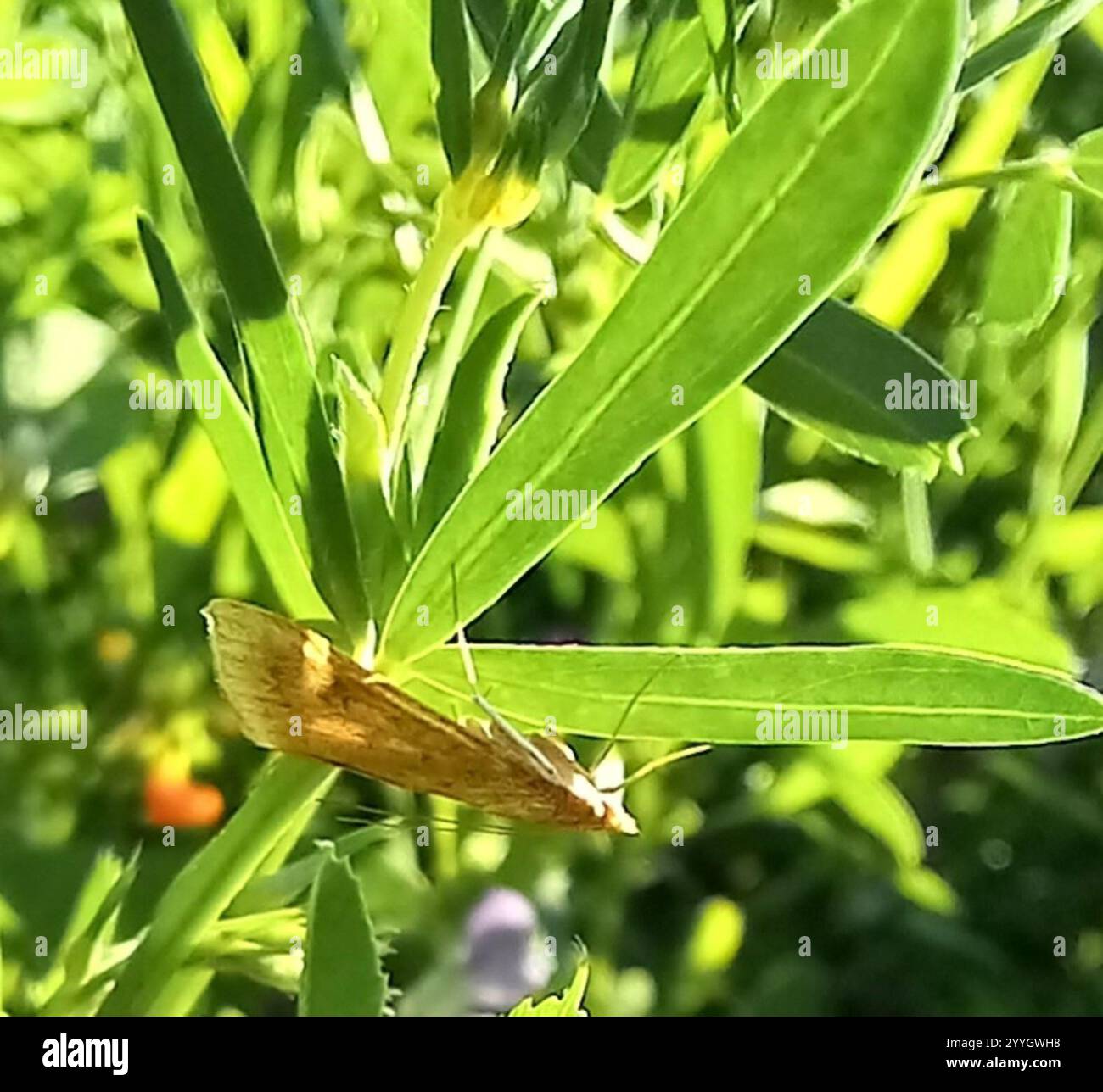Rusty dot pearl hi-res stock photography and images - Alamy