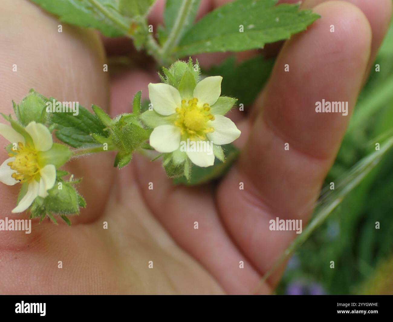 sticky cinquefoil (Drymocallis glandulosa Stock Photo - Alamy