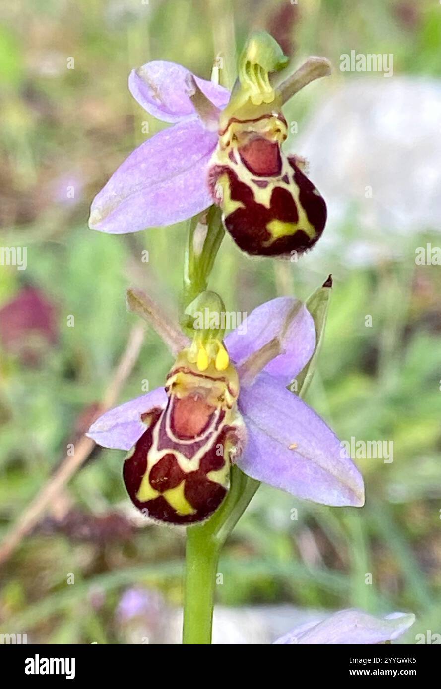 Bee Orchid (Ophrys apifera Stock Photo - Alamy