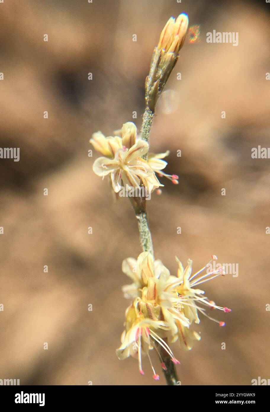 golden-carpet wild buckwheat (Eriogonum luteolum luteolum Stock Photo ...