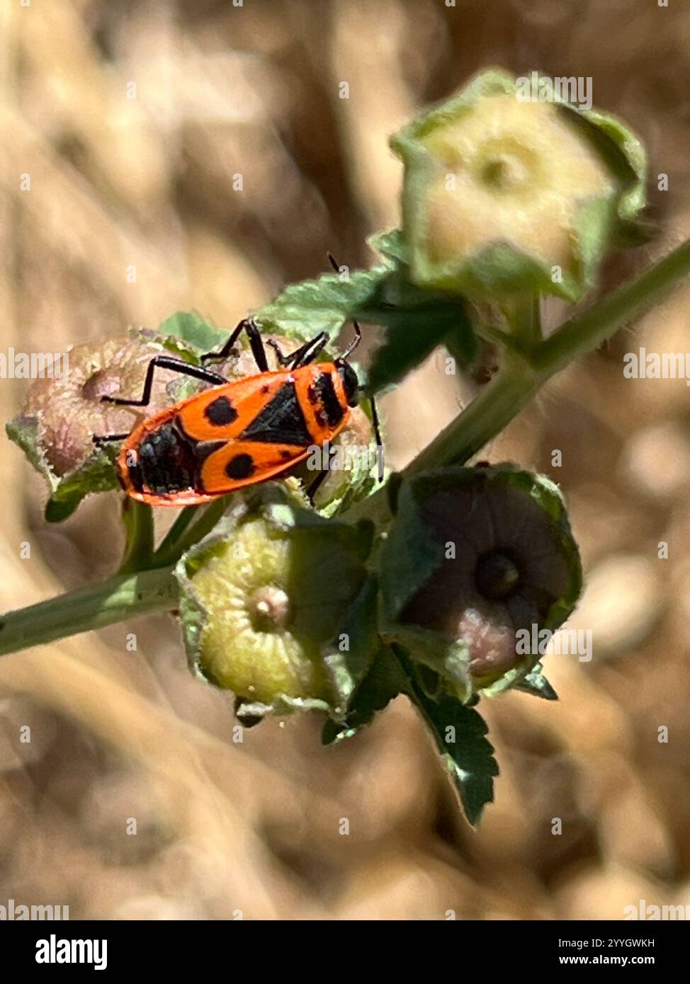 European Firebug (Pyrrhocoris apterus Stock Photo - Alamy