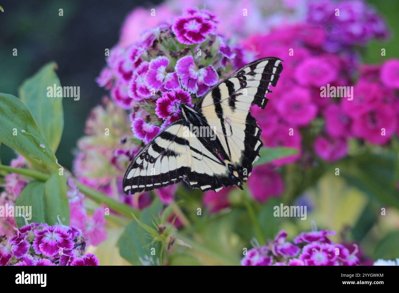 Western Tiger Swallowtail (Papilio rutulus Stock Photo - Alamy