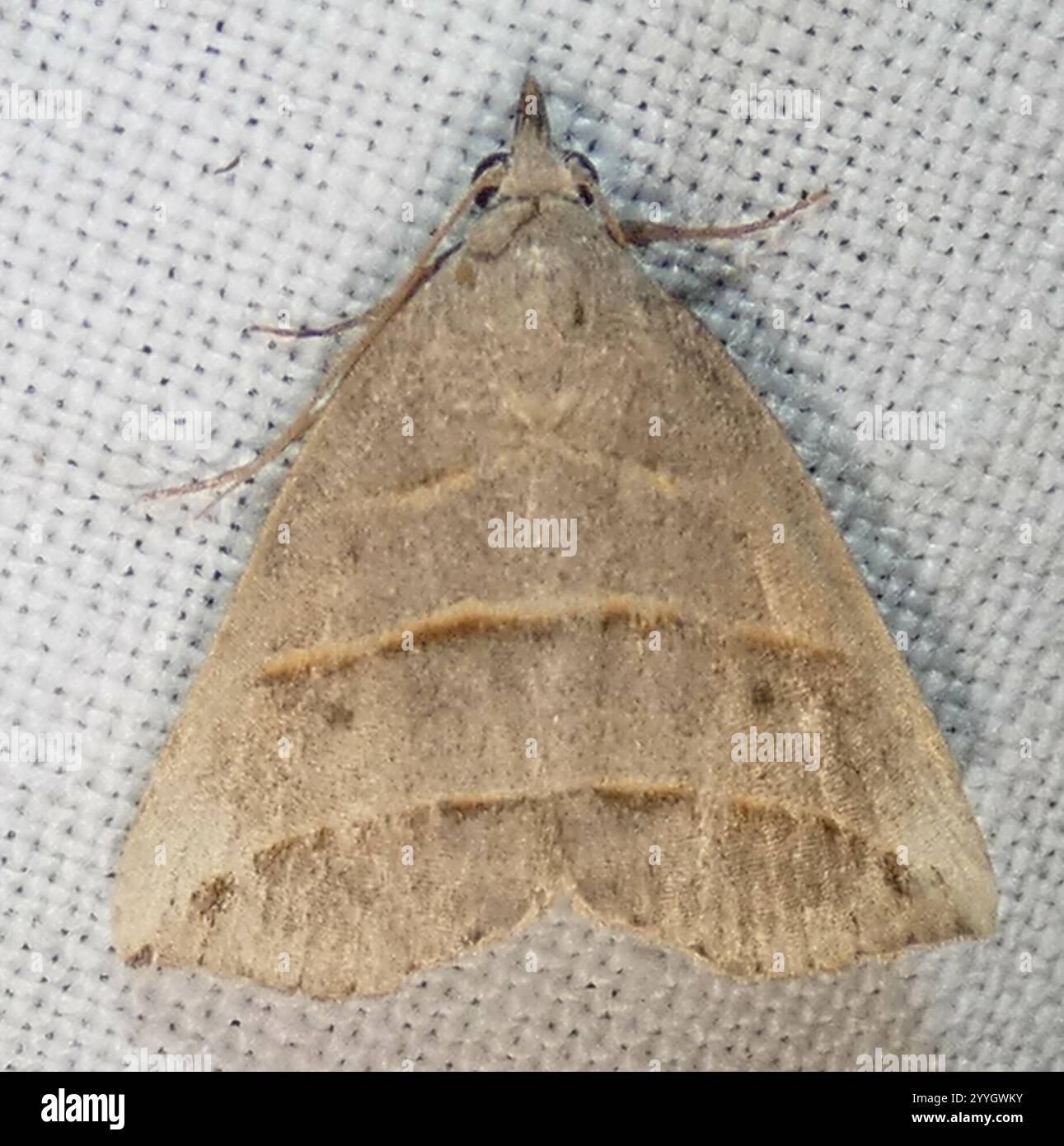 Yellow-lined Owlet (Colobochyla interpuncta Stock Photo - Alamy