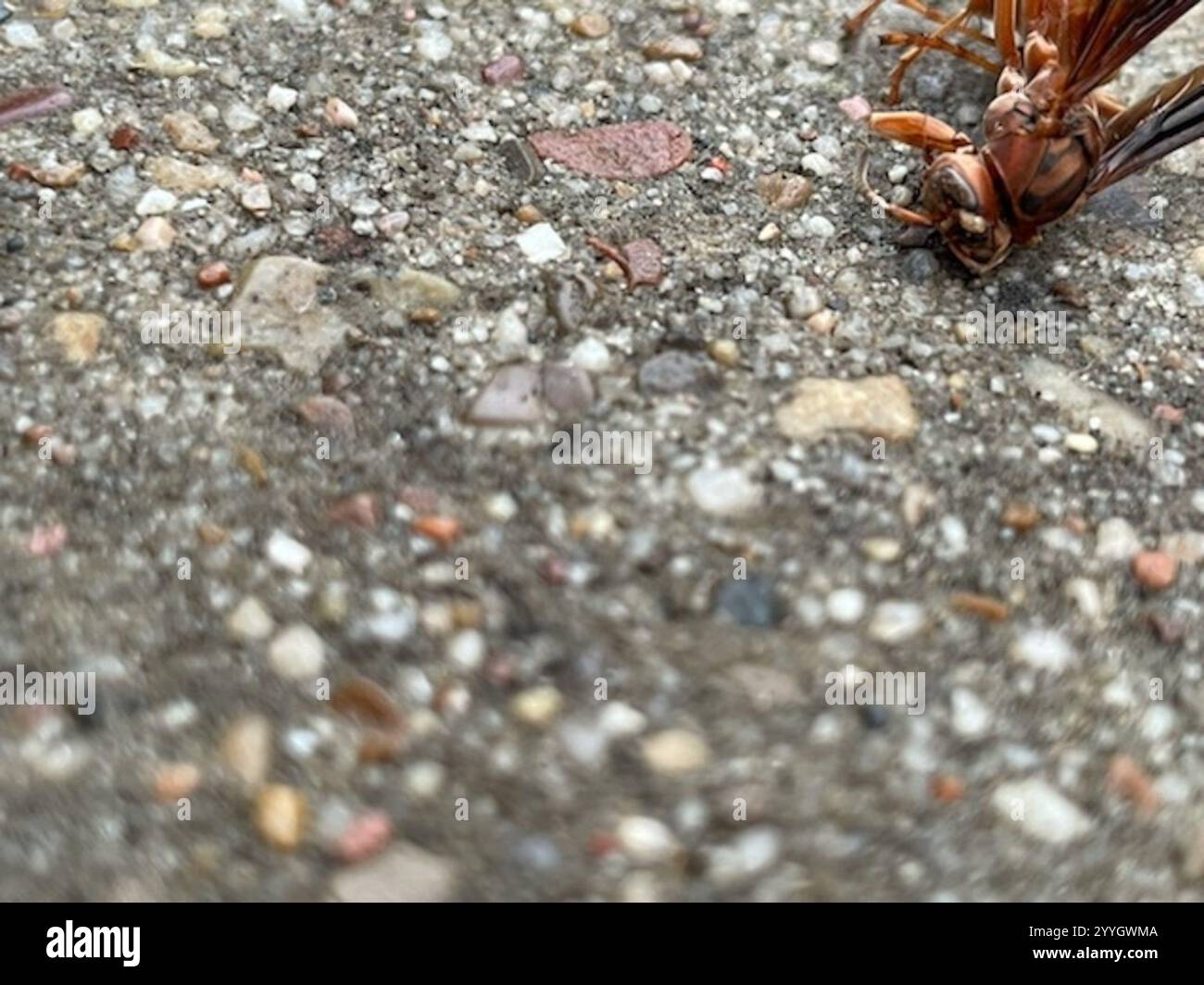Coarse-backed Red Paper Wasp (Polistes rubiginosus Stock Photo - Alamy