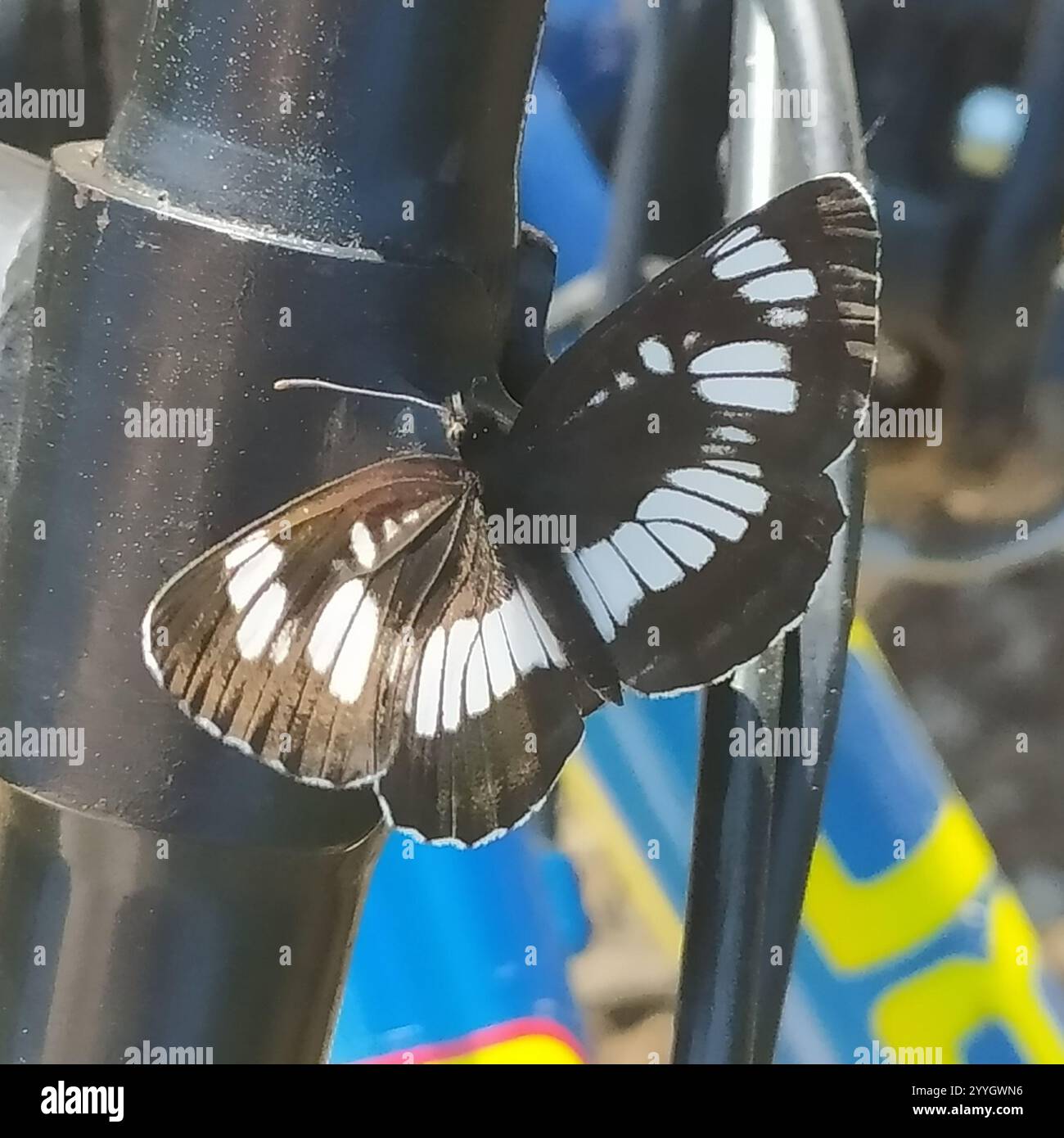Hungarian Glider (Neptis rivularis Stock Photo - Alamy