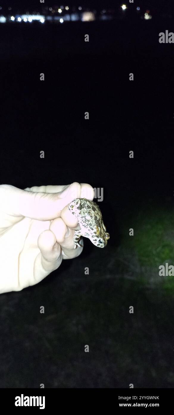 Sand Toad (Vandijkophrynus angusticeps Stock Photo - Alamy