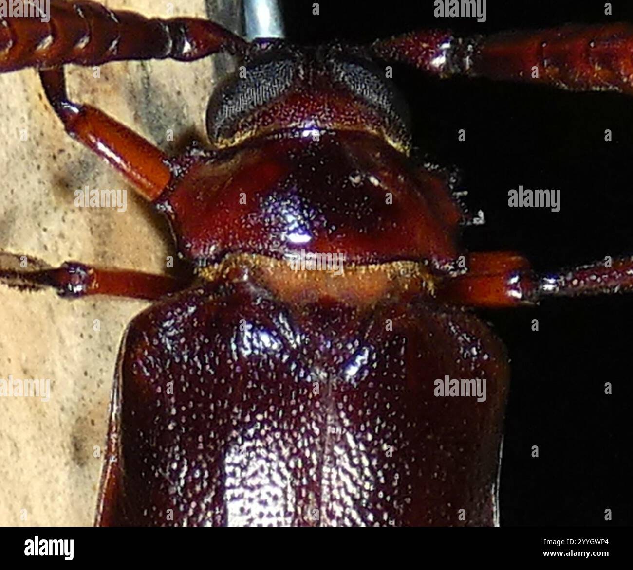 Prionus imbricornis hi-res stock photography and images - Alamy