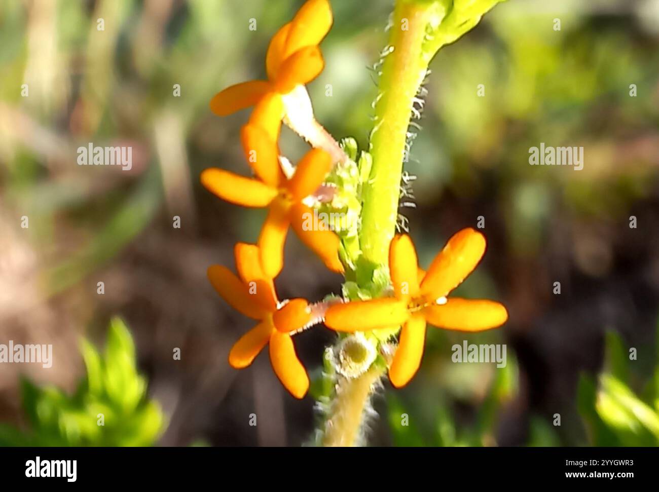 Red Fingerflox (Manulea rubra Stock Photo - Alamy
