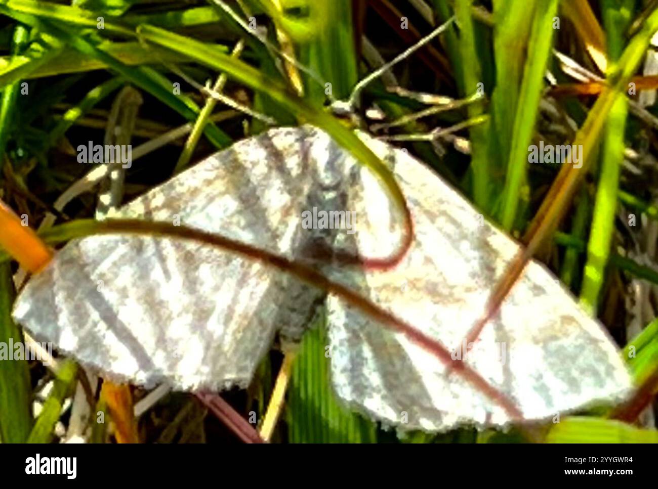 Incanata hi-res stock photography and images - Alamy