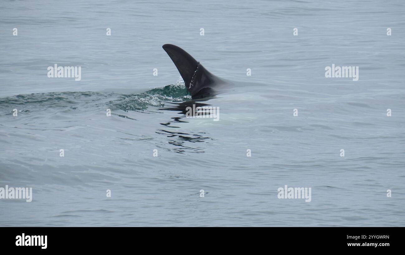 Orca (Orcinus orca Stock Photo - Alamy
