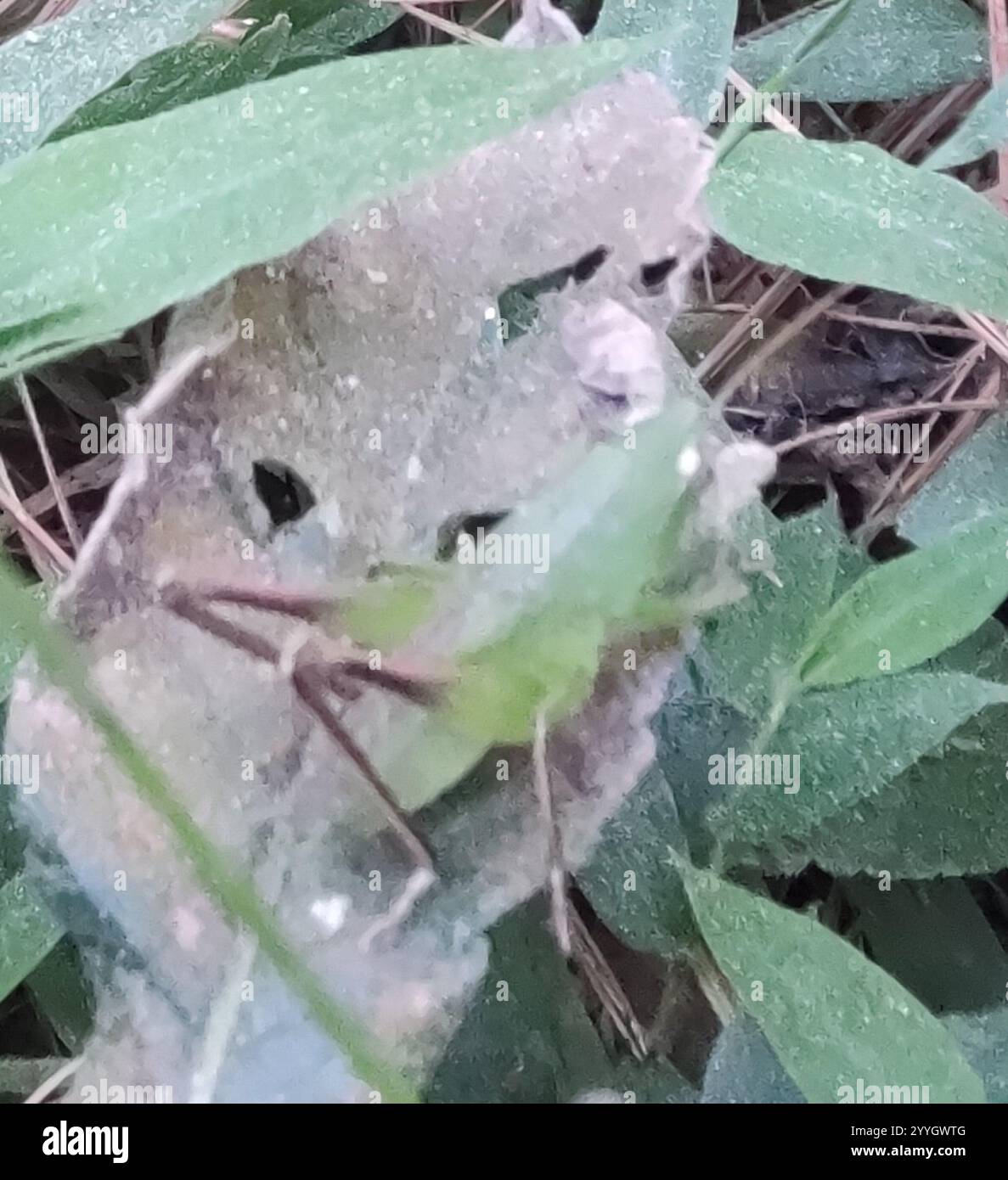 Common Coneheads (Neoconocephalus Stock Photo - Alamy