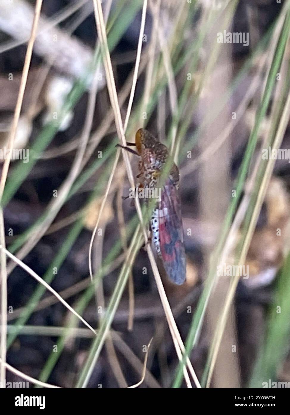 Glassy-winged Sharpshooter (Homalodisca vitripennis Stock Photo - Alamy
