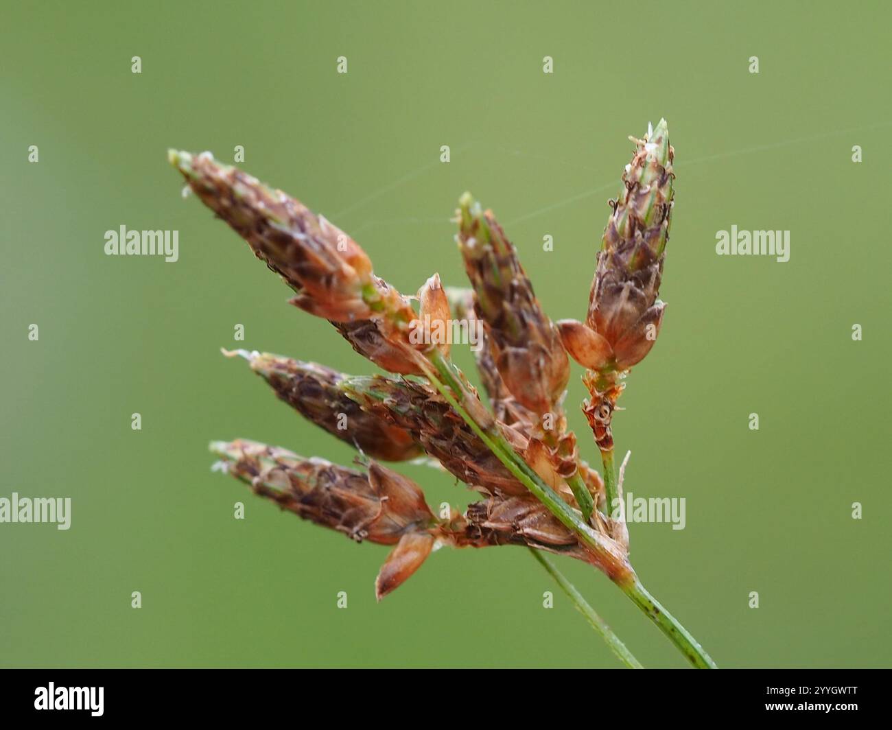 Common Fringe-rush (Fimbristylis dichotoma Stock Photo - Alamy