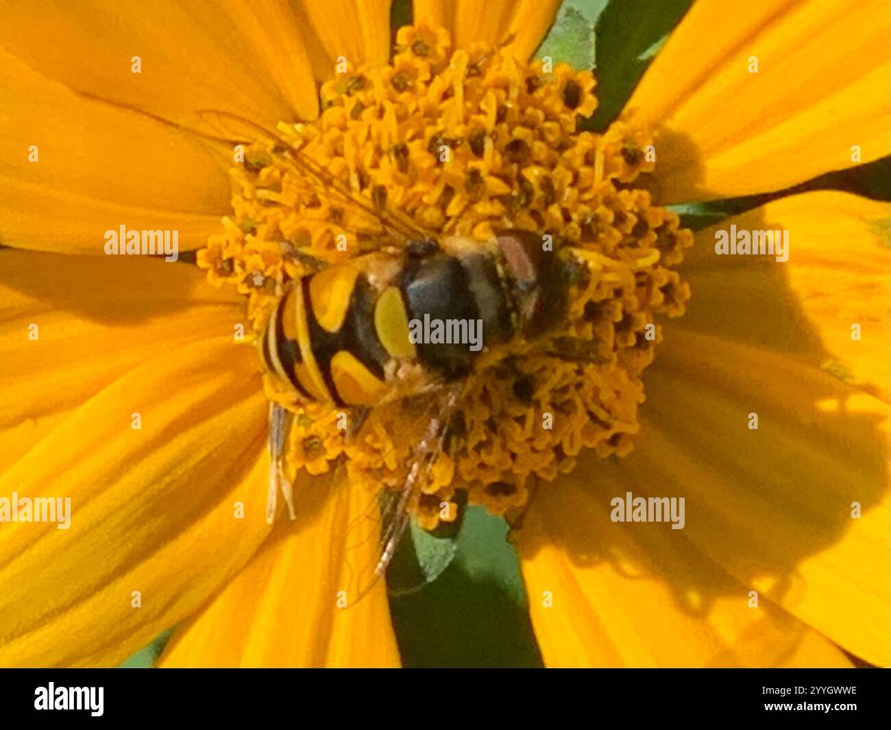 Transverse-banded Flower Fly (Eristalis transversa Stock Photo - Alamy