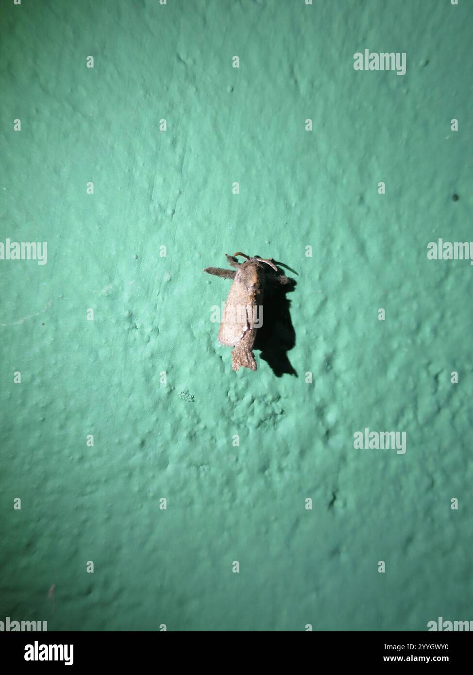 Flannel, Slug Caterpillar, Leaf Skeletonizer, and Allied Moths ...