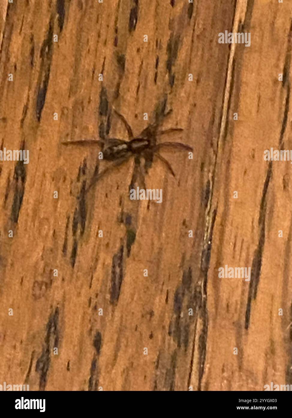 Eastern Parson Spider (Herpyllus ecclesiasticus Stock Photo - Alamy