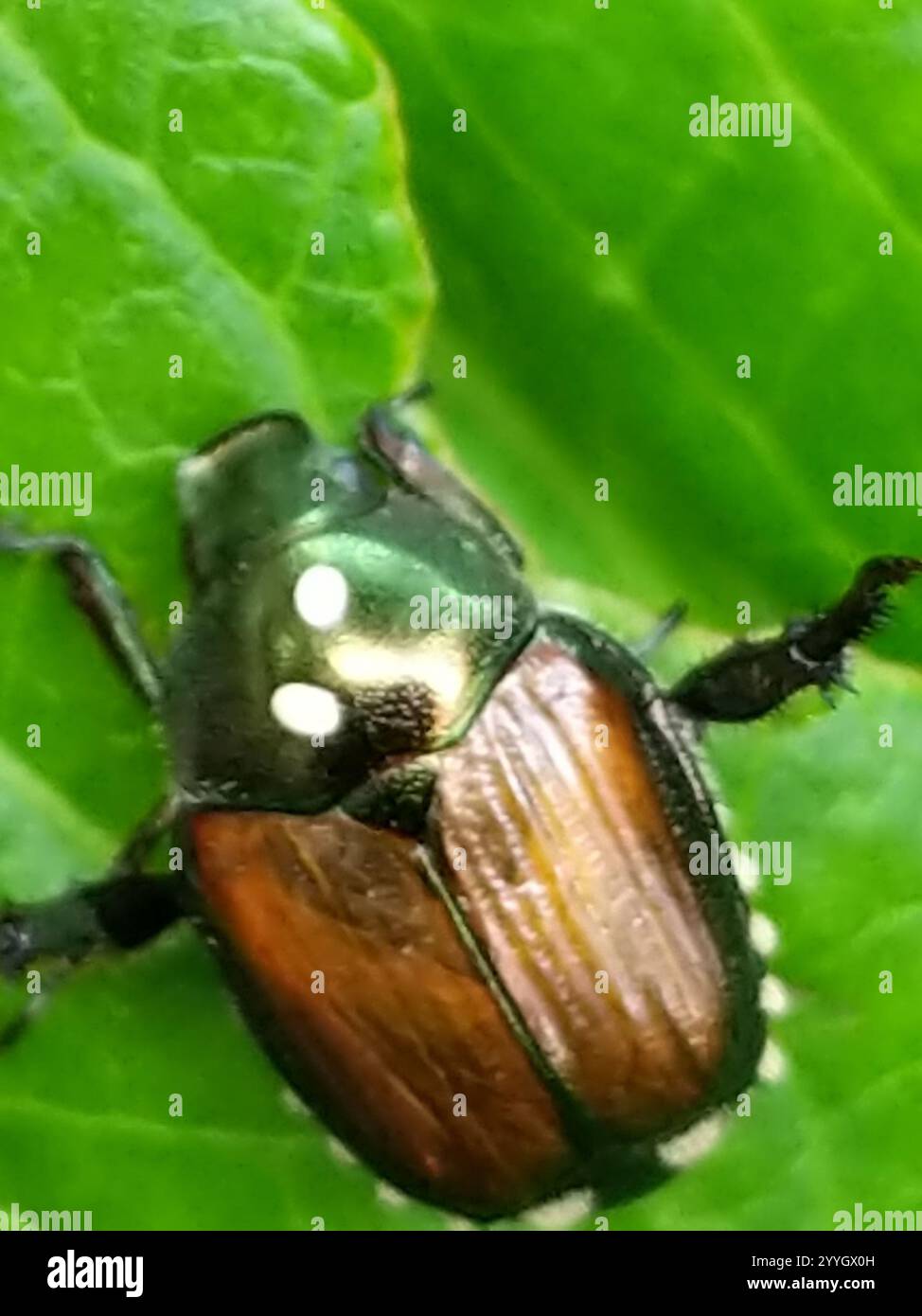 Winsome Fly (Istocheta aldrichi Stock Photo - Alamy