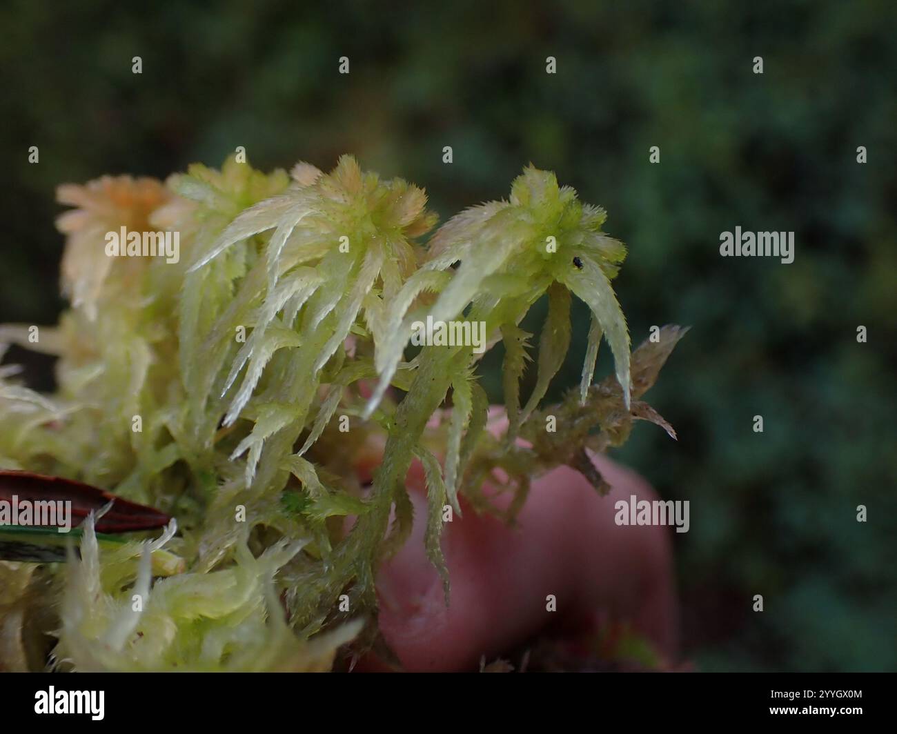 Pacific Peatmoss (Sphagnum pacificum Stock Photo - Alamy