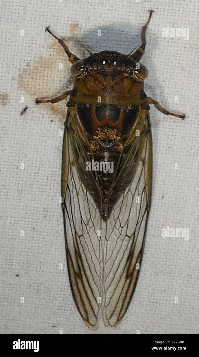 Olympusa hi-res stock photography and images - Alamy