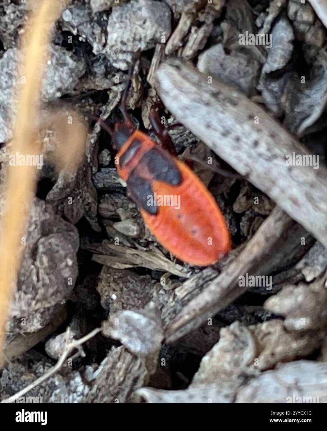 Mediterranean red bug (Scantius aegyptius Stock Photo - Alamy