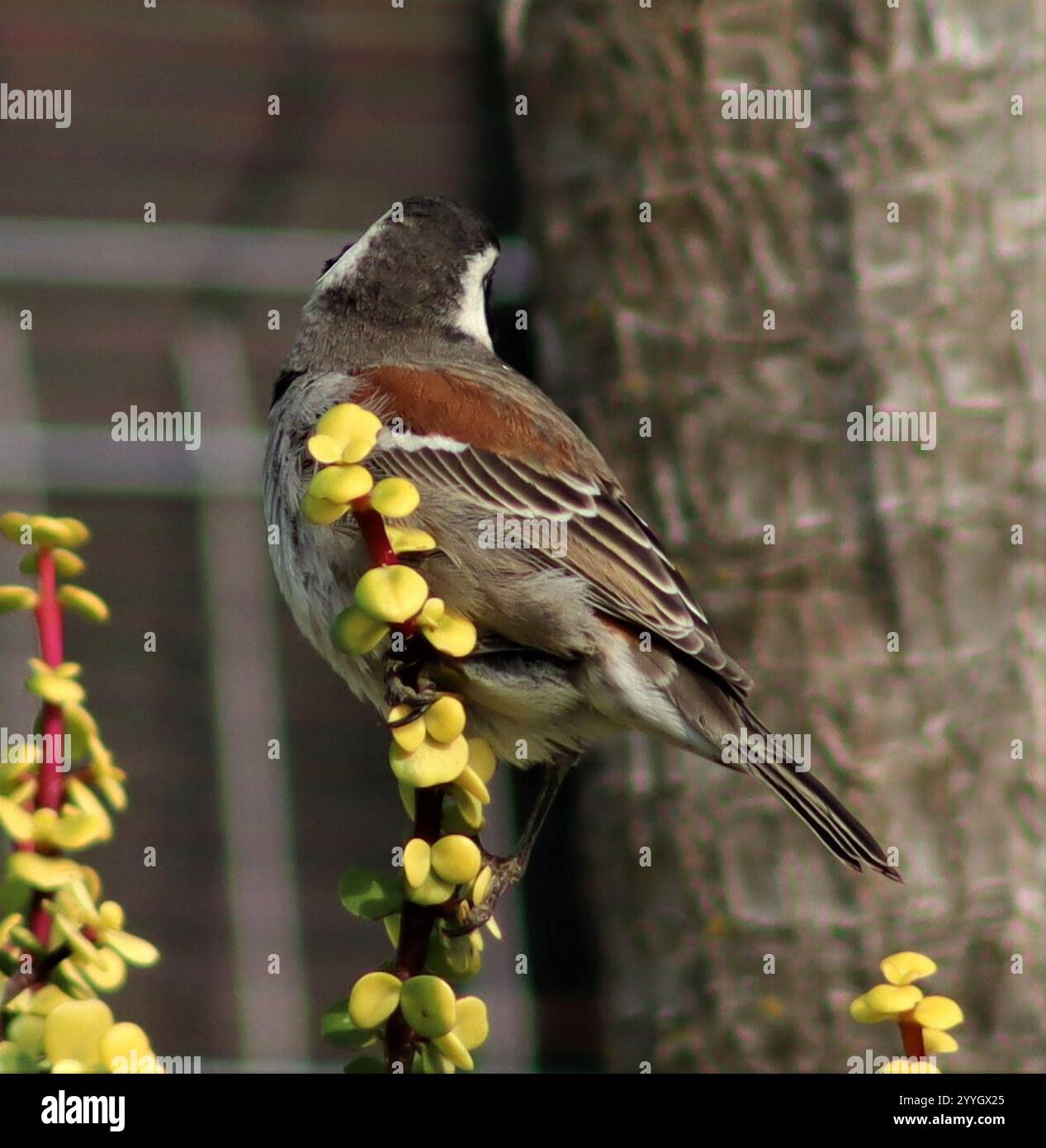 Common Cape Sparrow (Passer melanurus melanurus Stock Photo - Alamy
