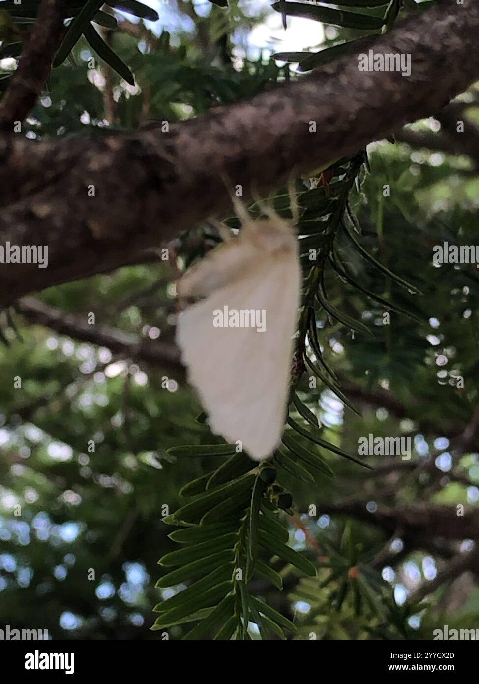 Ennomos subsignaria hi-res stock photography and images - Alamy