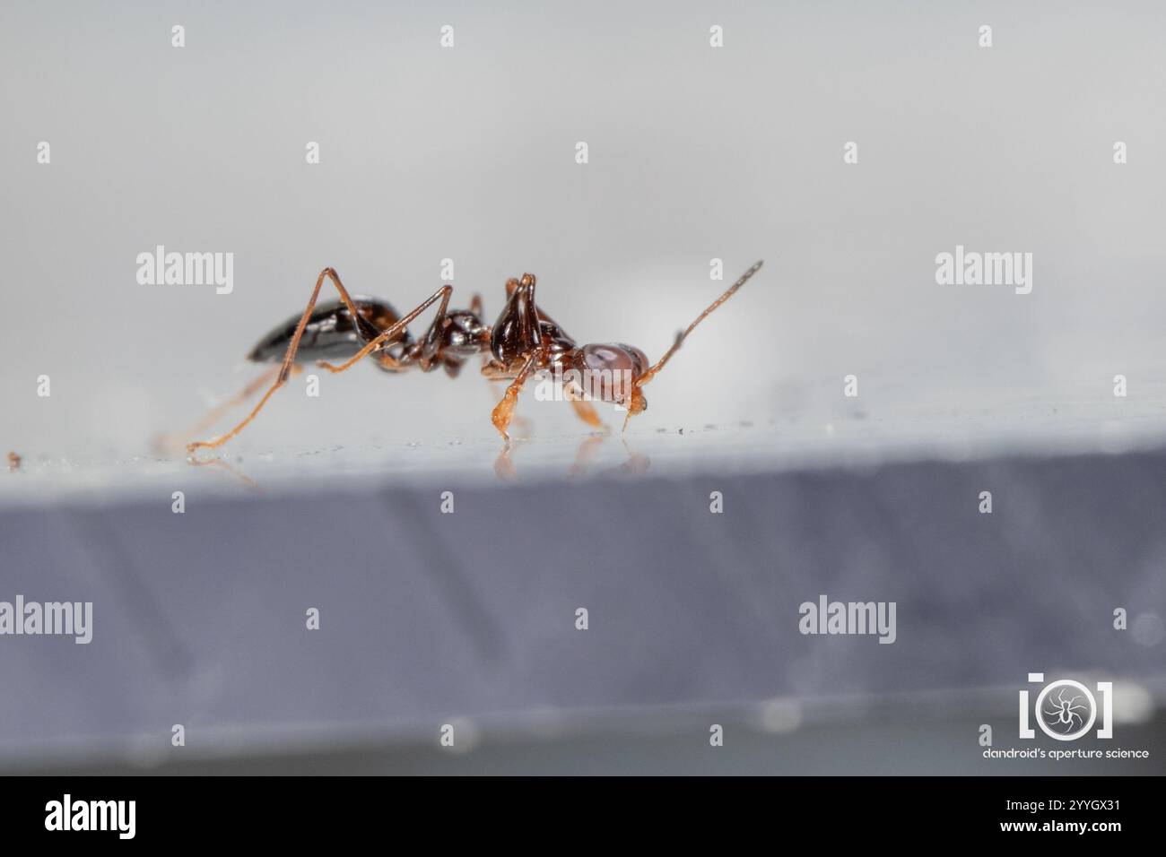 Pincer Wasps (Dryinidae Stock Photo - Alamy