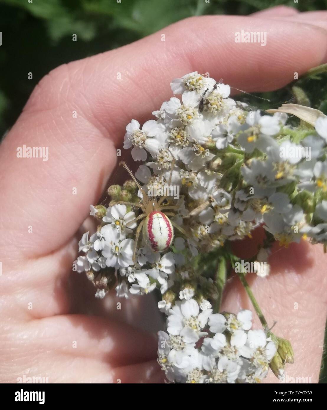 Candy-striped Spider complex (Enoplognatha ovata Stock Photo - Alamy