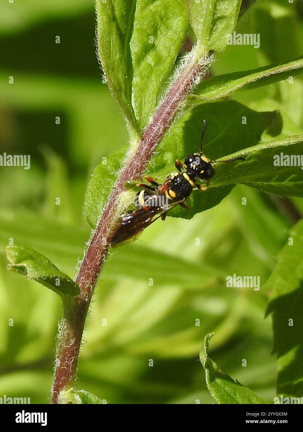 Hump-backed Beewolf (Philanthus gibbosus Stock Photo - Alamy