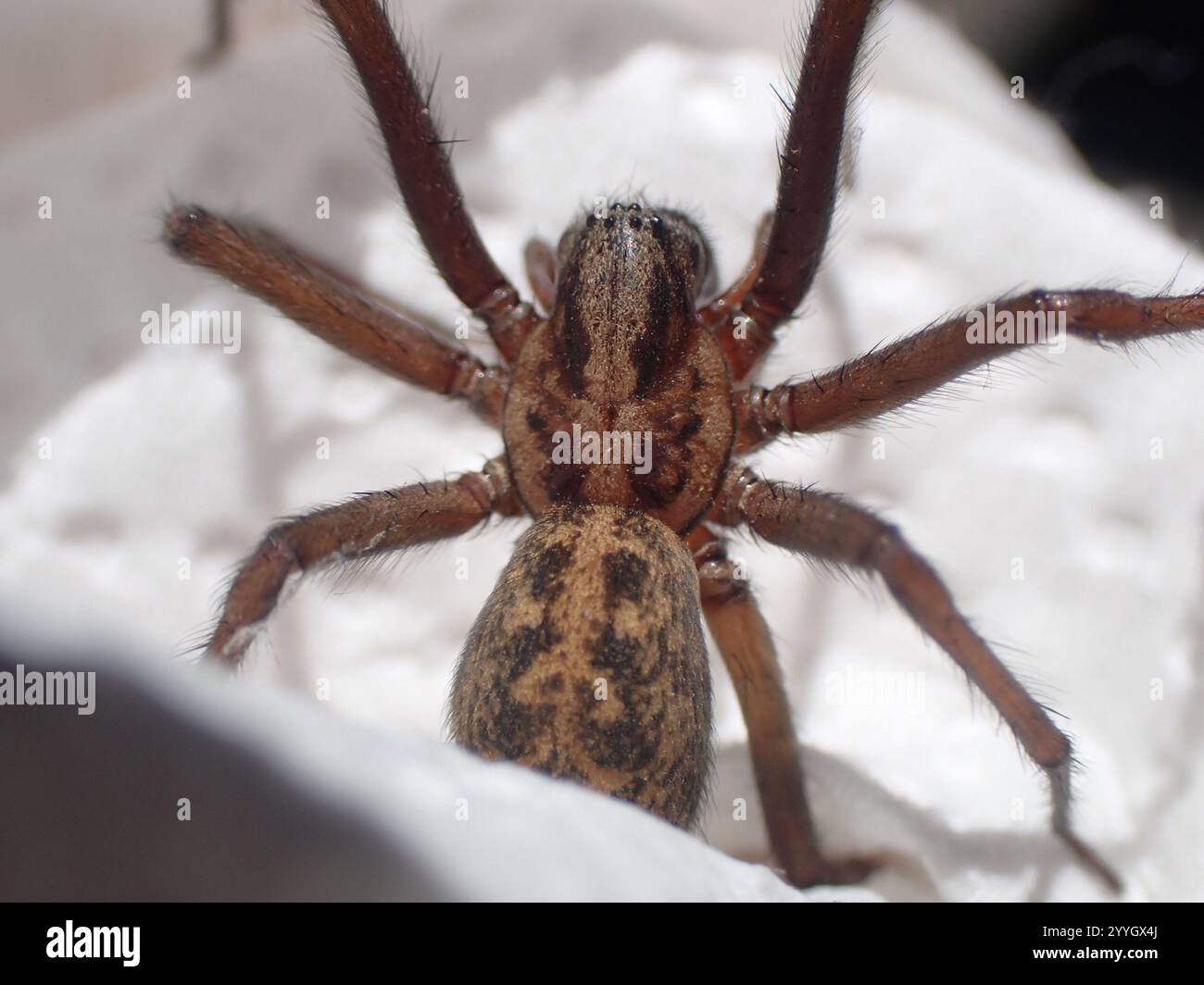 Giant House Spider (Eratigena duellica Stock Photo - Alamy