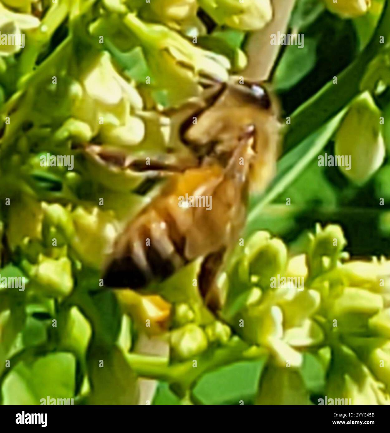 Western Honey Bee (Apis mellifera Stock Photo - Alamy
