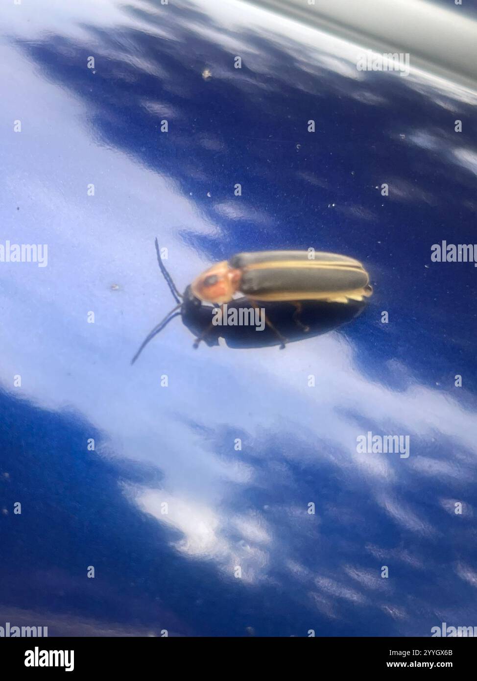 Common Eastern Firefly (Photinus pyralis Stock Photo - Alamy