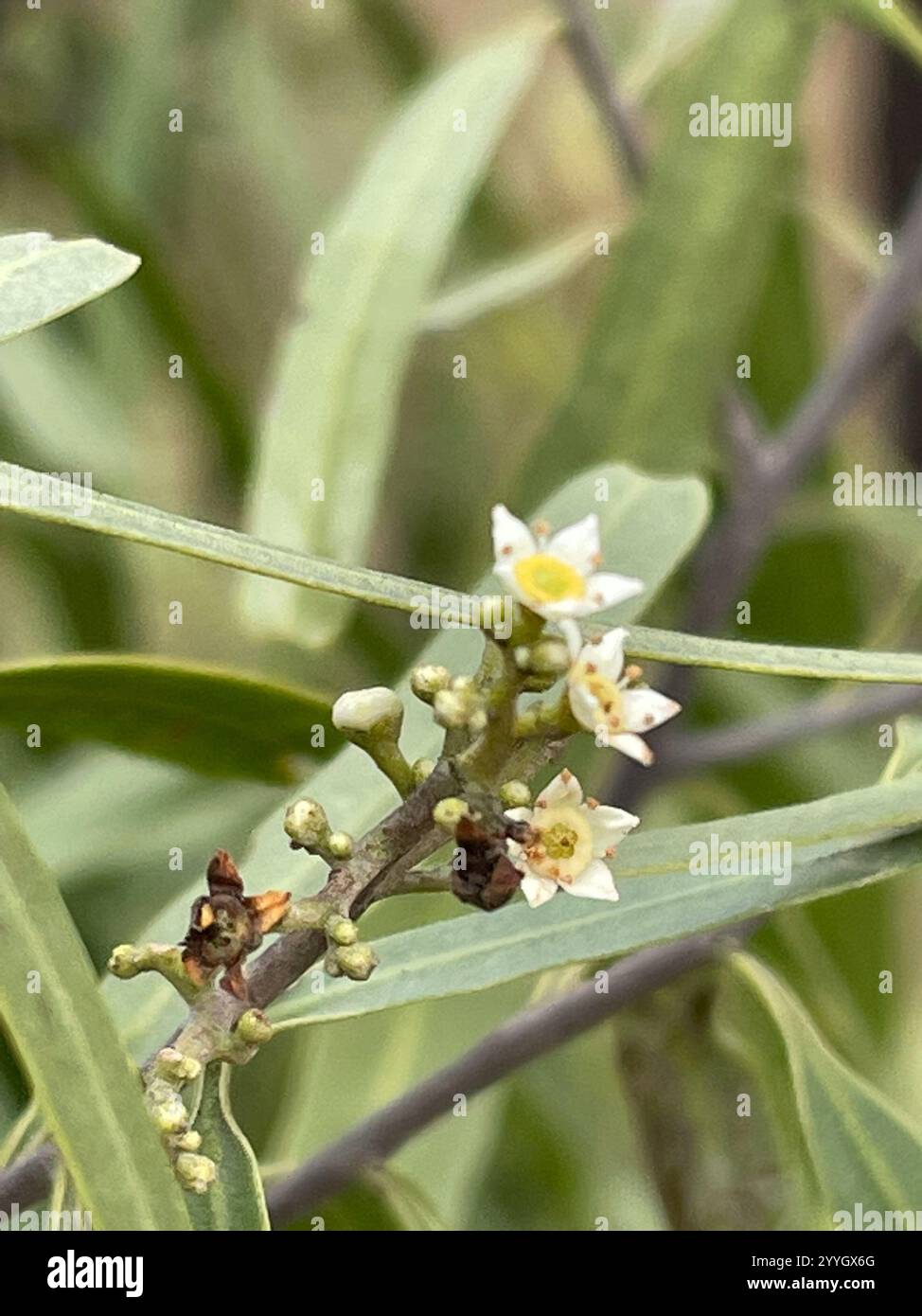 Wilga (Geijera parviflora Stock Photo - Alamy