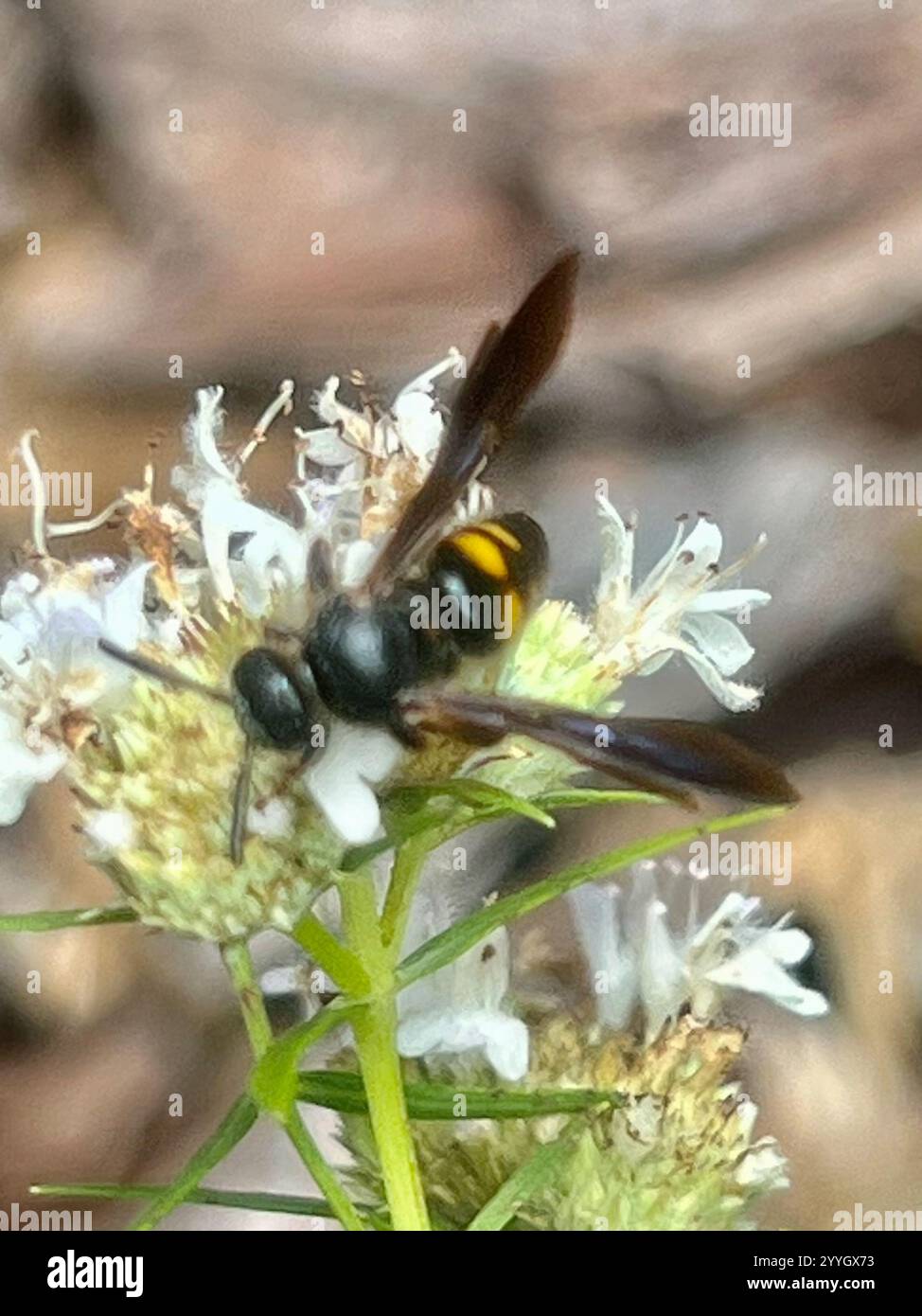 Noble Scoliid Wasp (Scolia nobilitata Stock Photo - Alamy