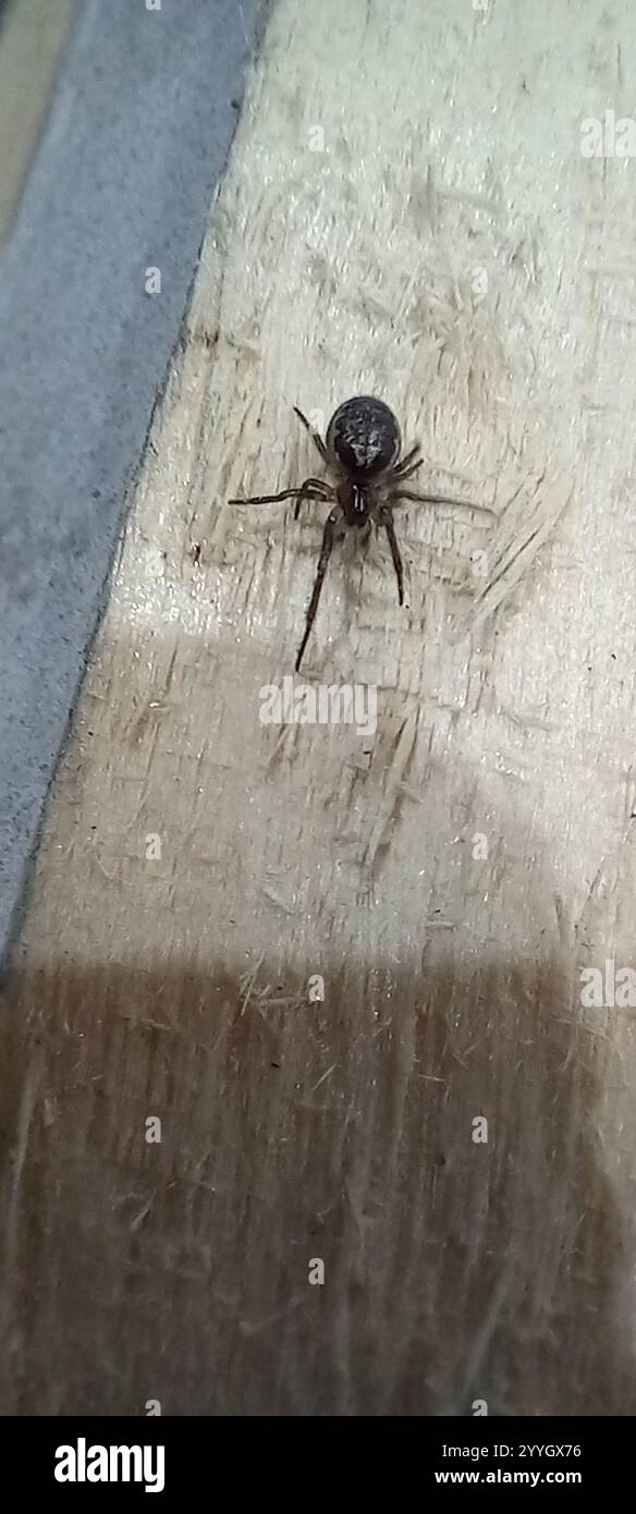 Silver-sided Sector Spider (Zygiella x-notata Stock Photo - Alamy