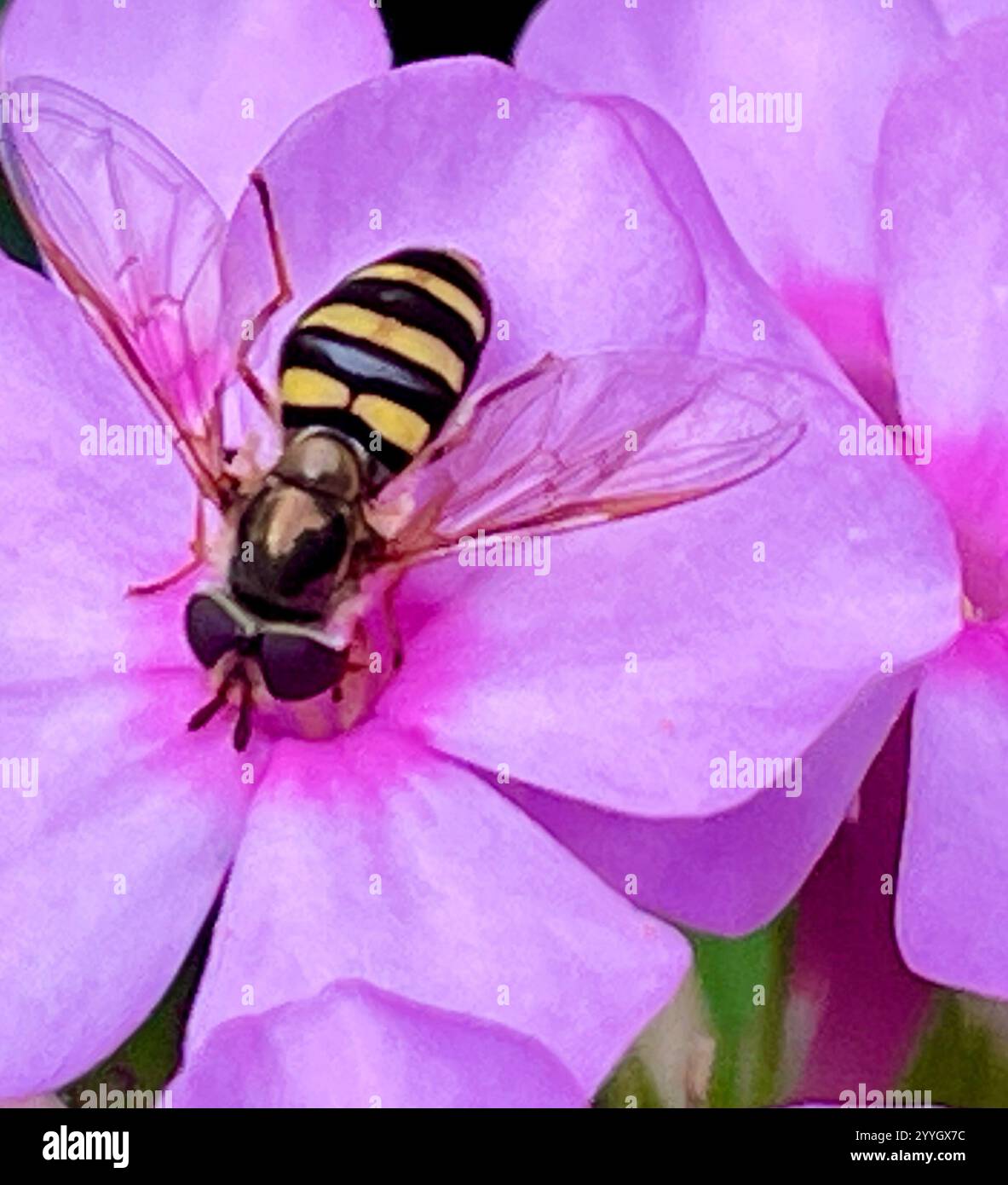 Long-tailed Aphideater Complex (Eupeodes americanus Stock Photo - Alamy
