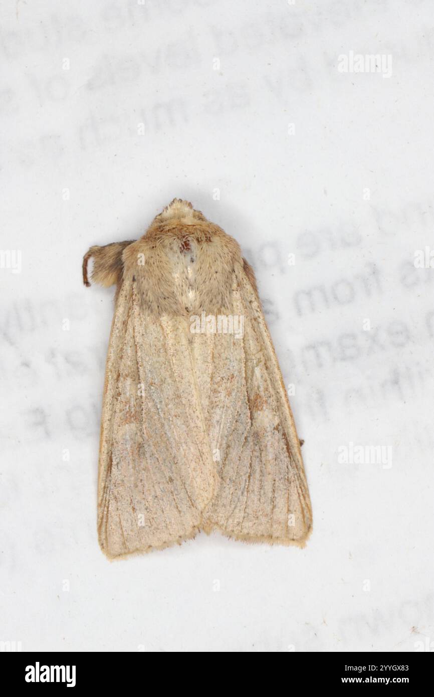 False Wainscot (Leucania pseudargyria Stock Photo - Alamy