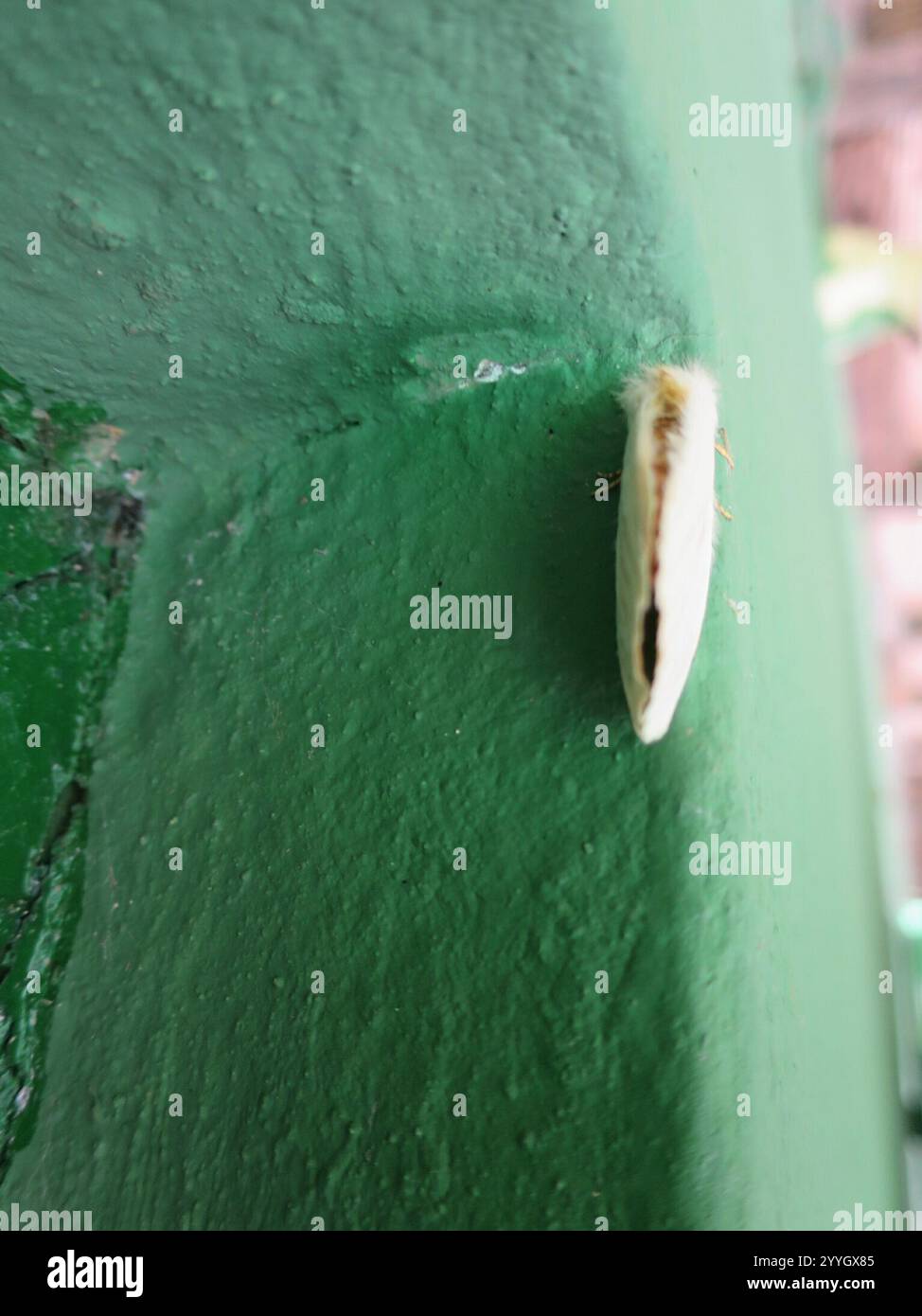 Flannel, Slug Caterpillar, Leaf Skeletonizer, and Allied Moths ...