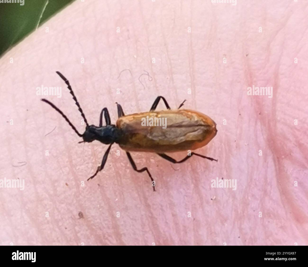 Rough-haired Lagria Beetle (Lagria hirta Stock Photo - Alamy