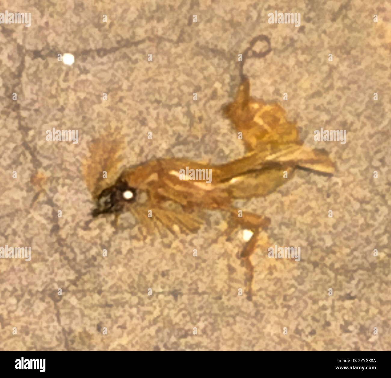 Phengodidae hi-res stock photography and images - Alamy