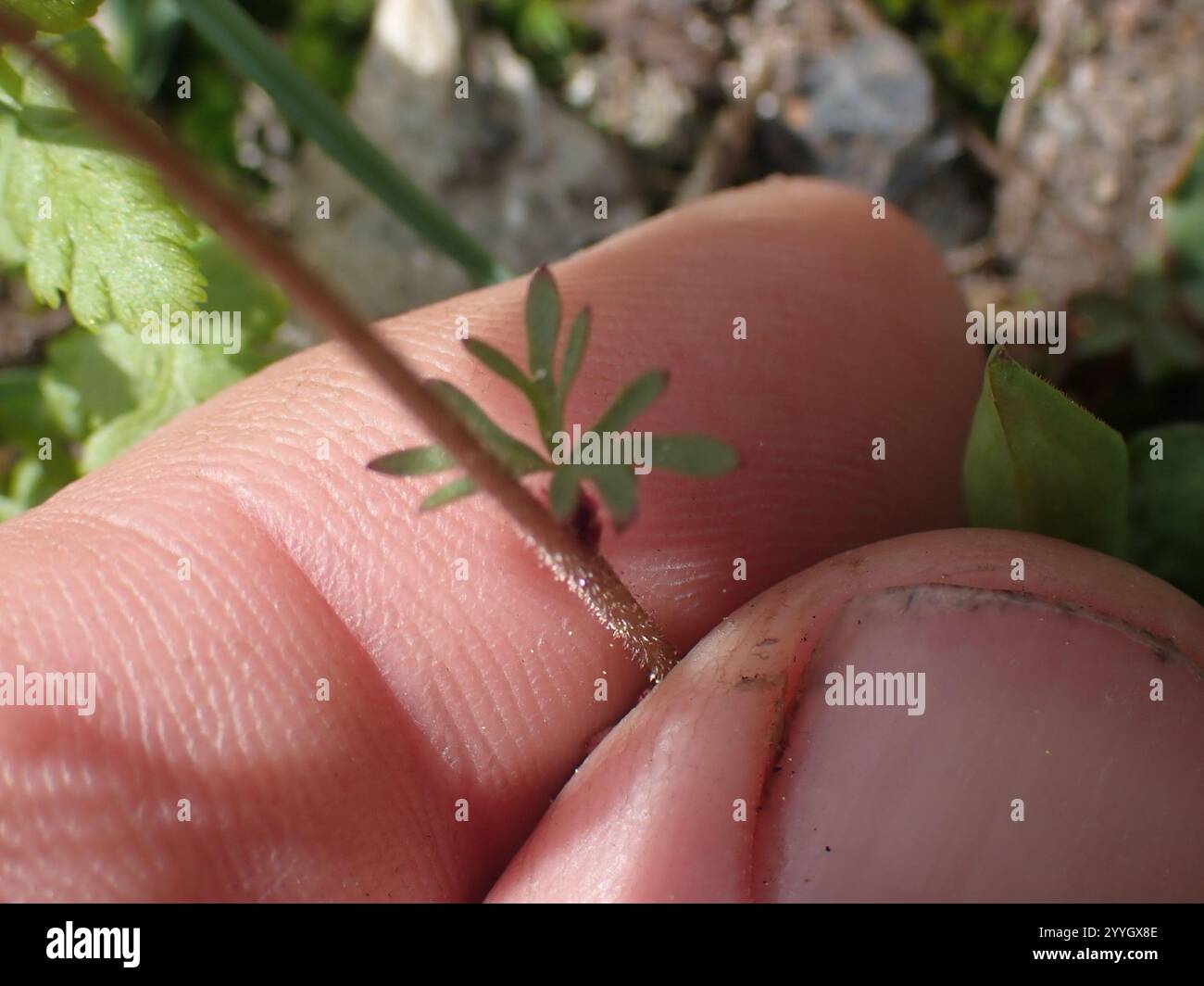 Bulbous woodland star (Lithophragma glabrum Stock Photo - Alamy