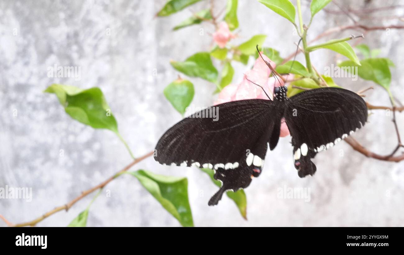 Common Mormon Swallowtail (Papilio polytes Stock Photo - Alamy