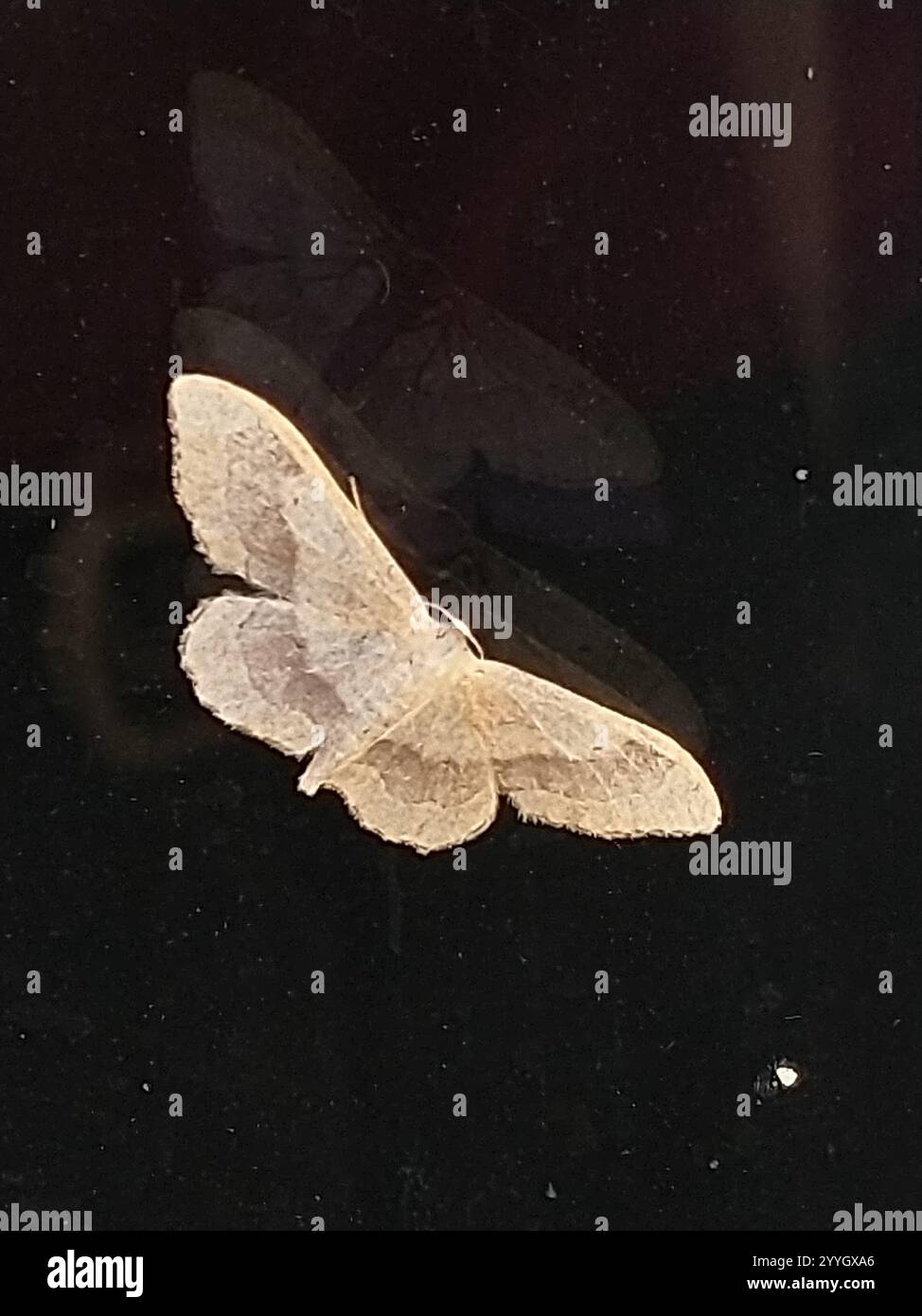 Riband Wave (Idaea aversata Stock Photo - Alamy