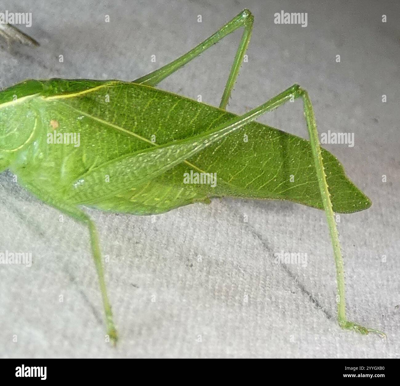 Modest Katydid (Montezumina modesta Stock Photo - Alamy