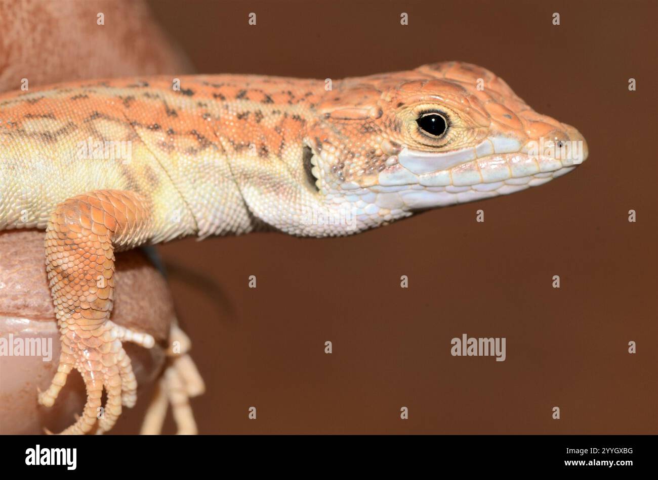 Spotted Desert Lizard (Meroles suborbitalis Stock Photo - Alamy