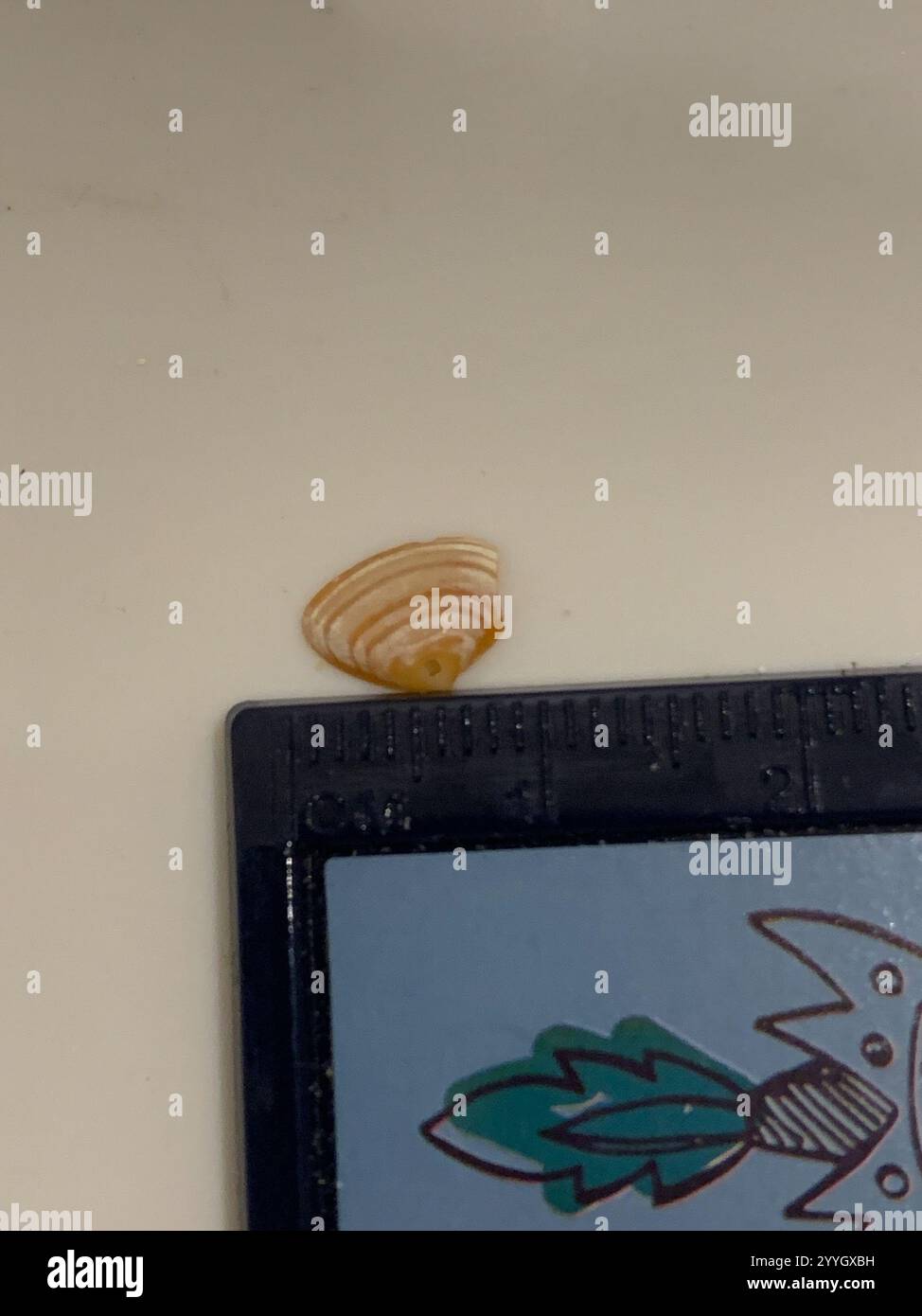 Elliptical Trough Shell (Spisula elliptica Stock Photo - Alamy