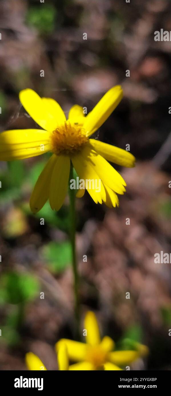 Field Fleawort (Tephroseris integrifolia Stock Photo - Alamy