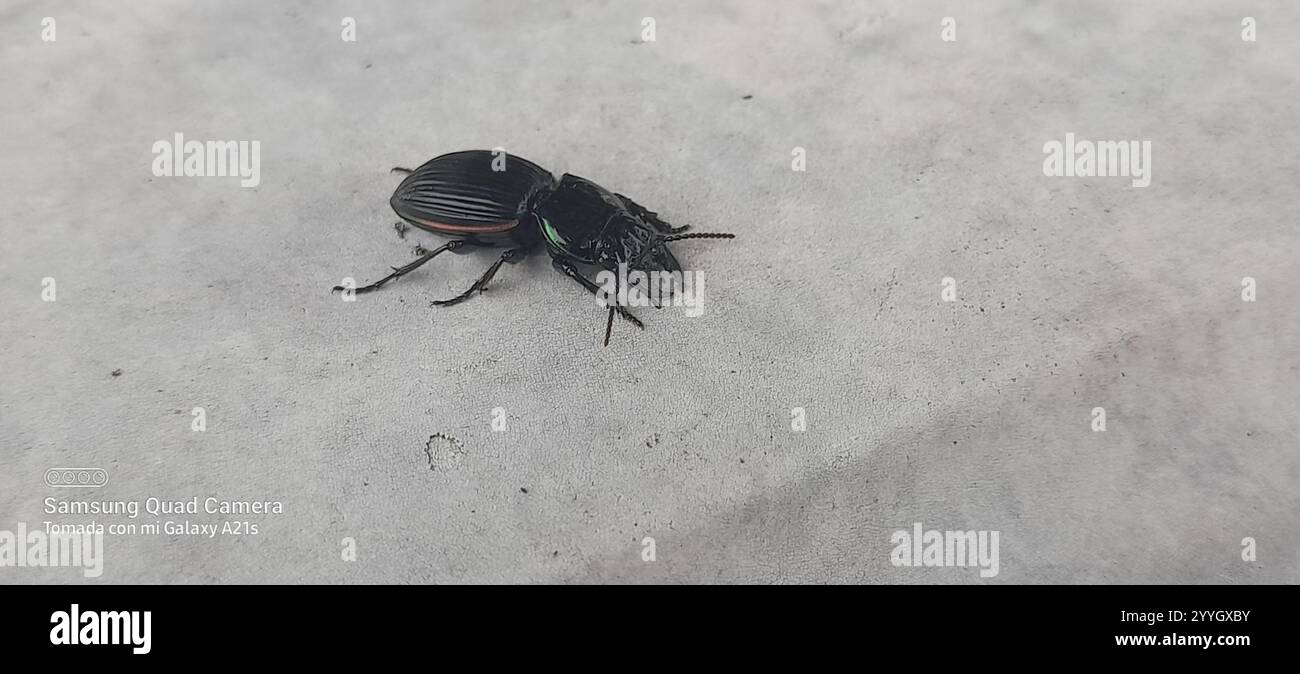 Warrior Beetles (Pasimachus Stock Photo - Alamy