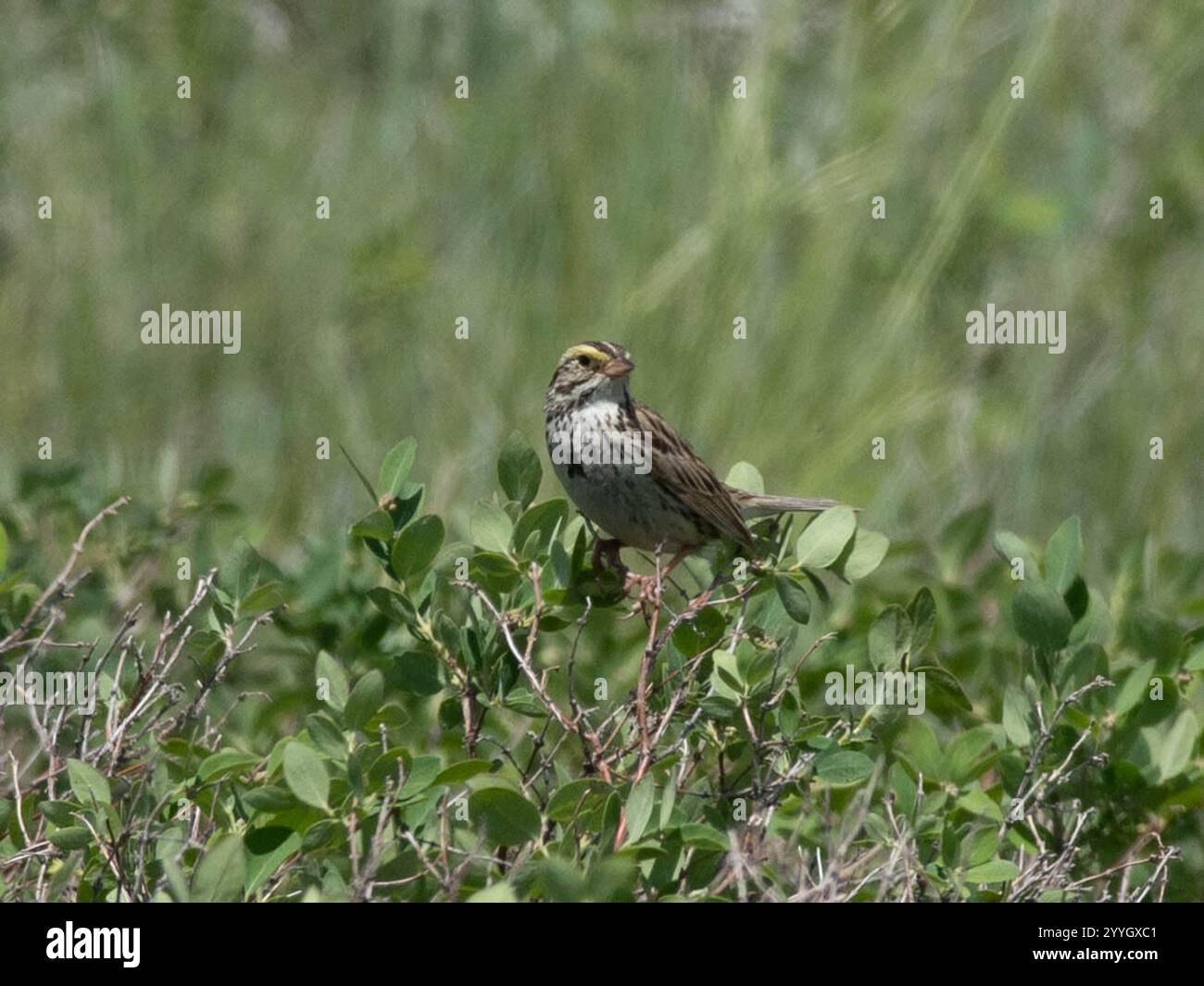 Savannah Sparrow (Passerculus sandwichensis Stock Photo - Alamy